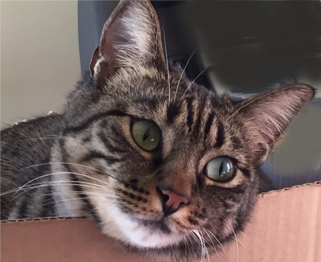 Is My Cat Liberal or Conservative? – Data Puppy